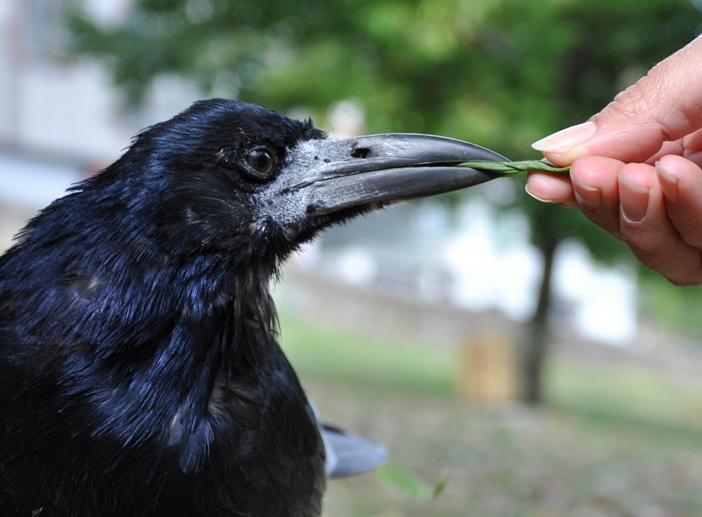 corbeaulazare | la vie d'un corbeau apprivoisé chez les humains